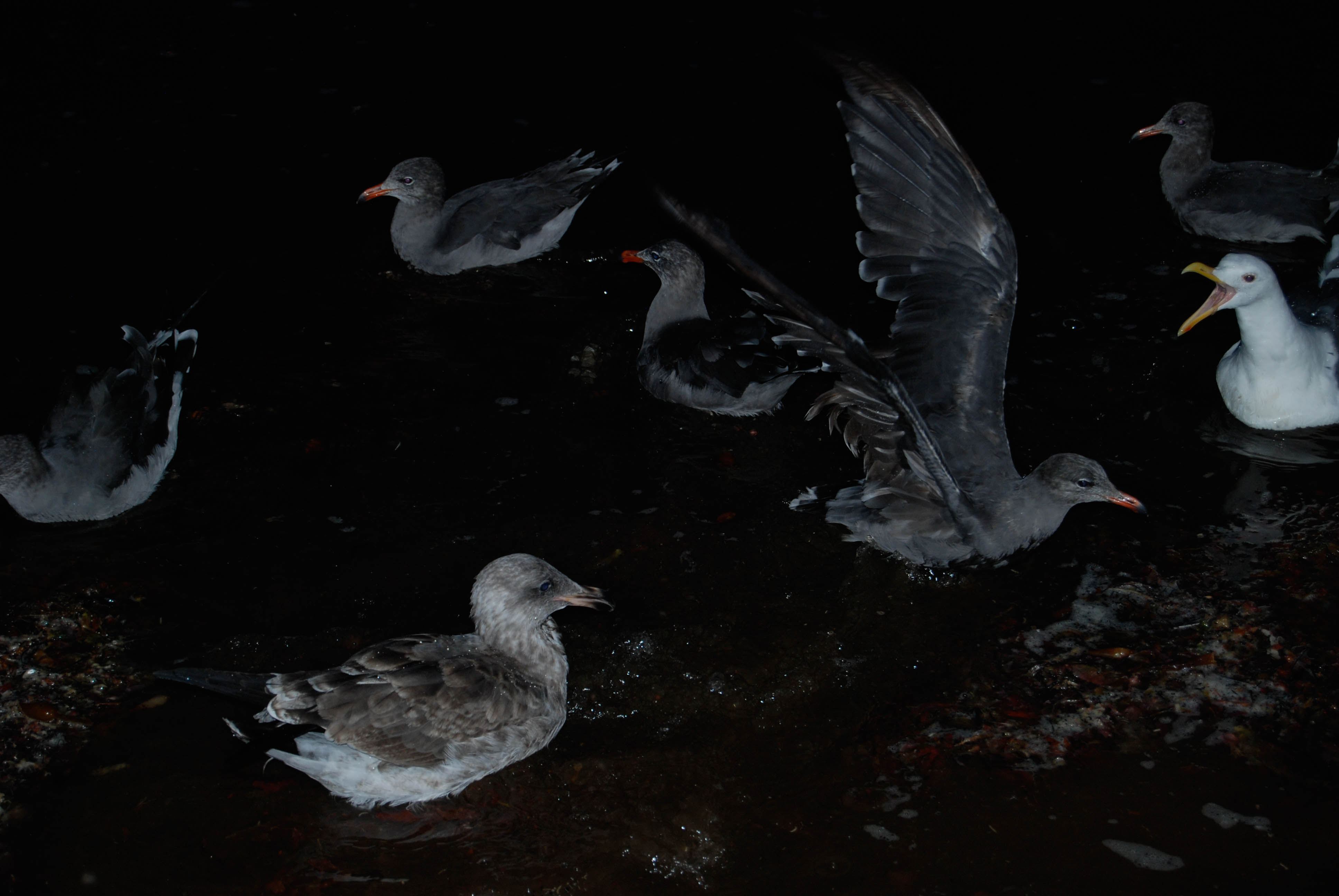 Nighttime Feeding Shutterbug